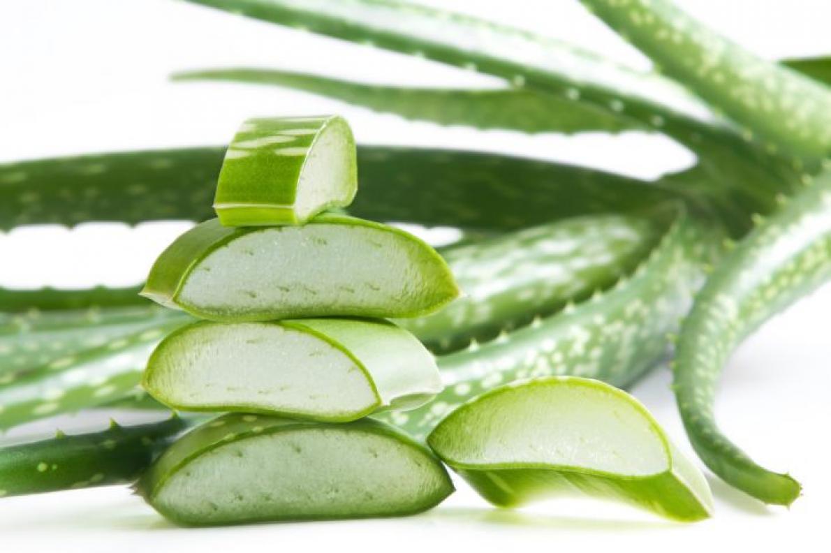 Aloe Vera: proprietà e benefici - Sanihelp.it