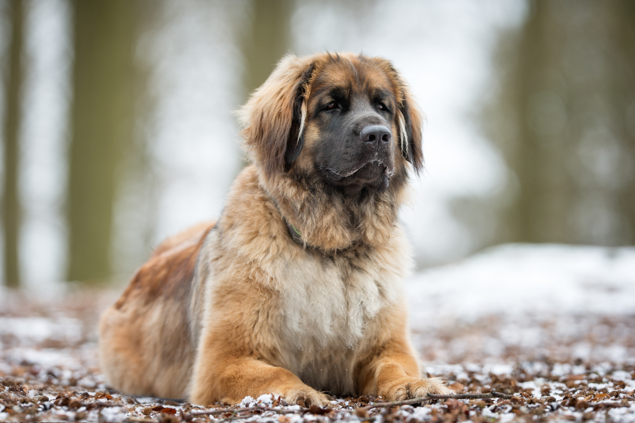 Leonberger - Sanihelp.it
