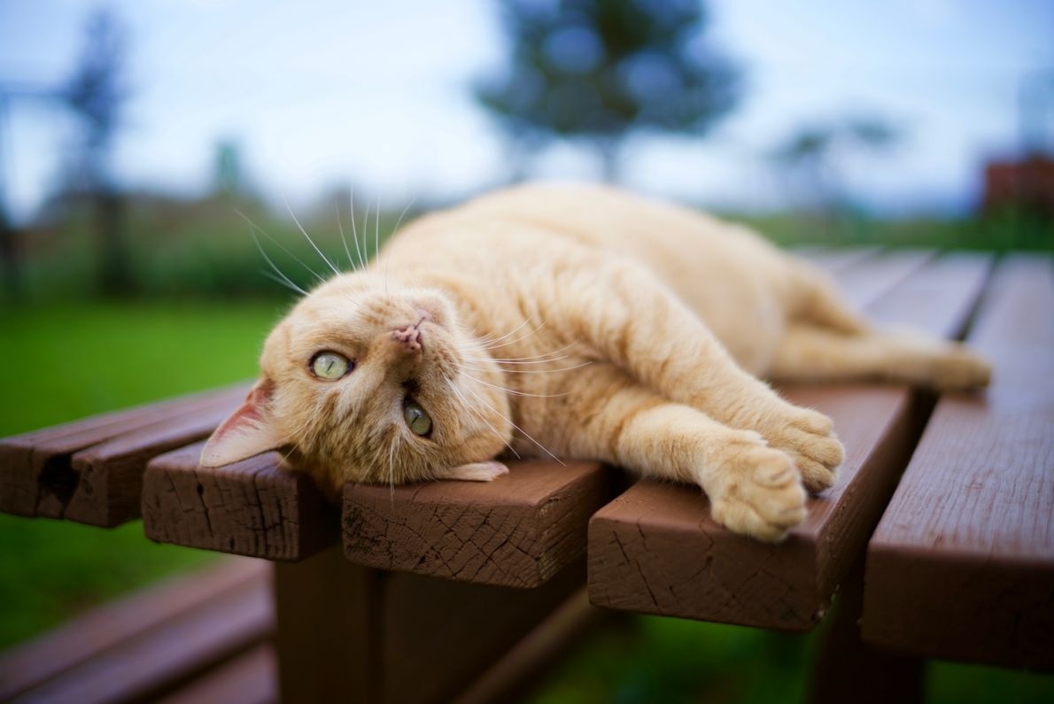 Gatto-mania, vacanze feline - Sanihelp.it